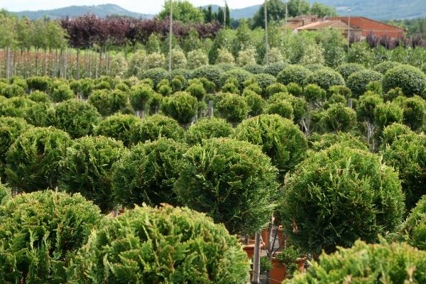 Just This Side of Paradise Farm - Nursery from Capitol LLC Landscaping